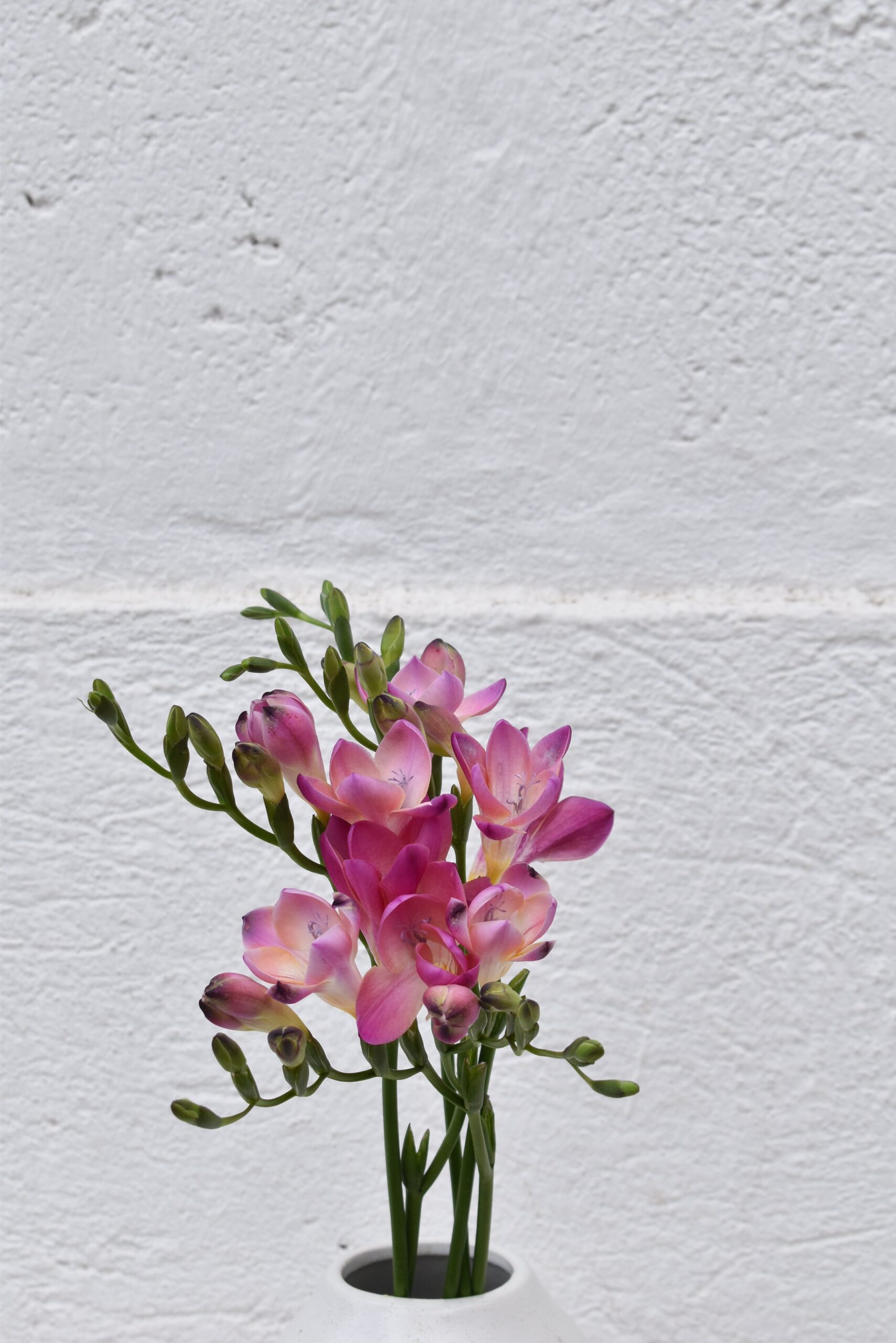 Freesia Pink - Agrogana